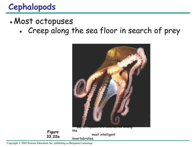 general zoology first year Invertebrates.ppt.pptx