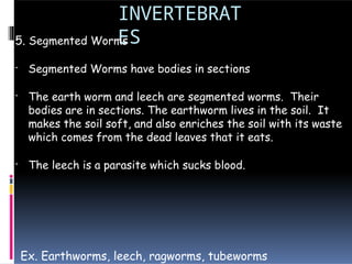 Invertebrates (Primary School) PowerPoint Presentation | PPT