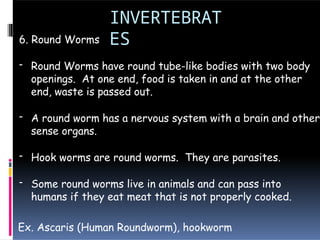 Invertebrates (Primary School) PowerPoint Presentation | PPT