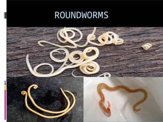 Invertebrates (Primary School) PowerPoint Presentation | PPT