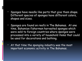 Invertebrates (Primary School) PowerPoint Presentation | PPT