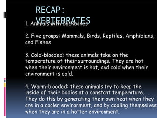 Invertebrates (Primary School) PowerPoint Presentation | PPT