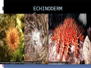 Invertebrates (Primary School) PowerPoint Presentation | PPT