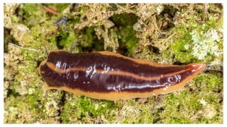 The examples of animals that do not have backbone or invertebrates.pptx