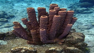 The examples of animals that do not have backbone or invertebrates.pptx