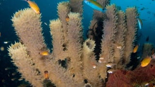 The examples of animals that do not have backbone or invertebrates.pptx