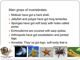 Invertebrates alvaro | PPTX