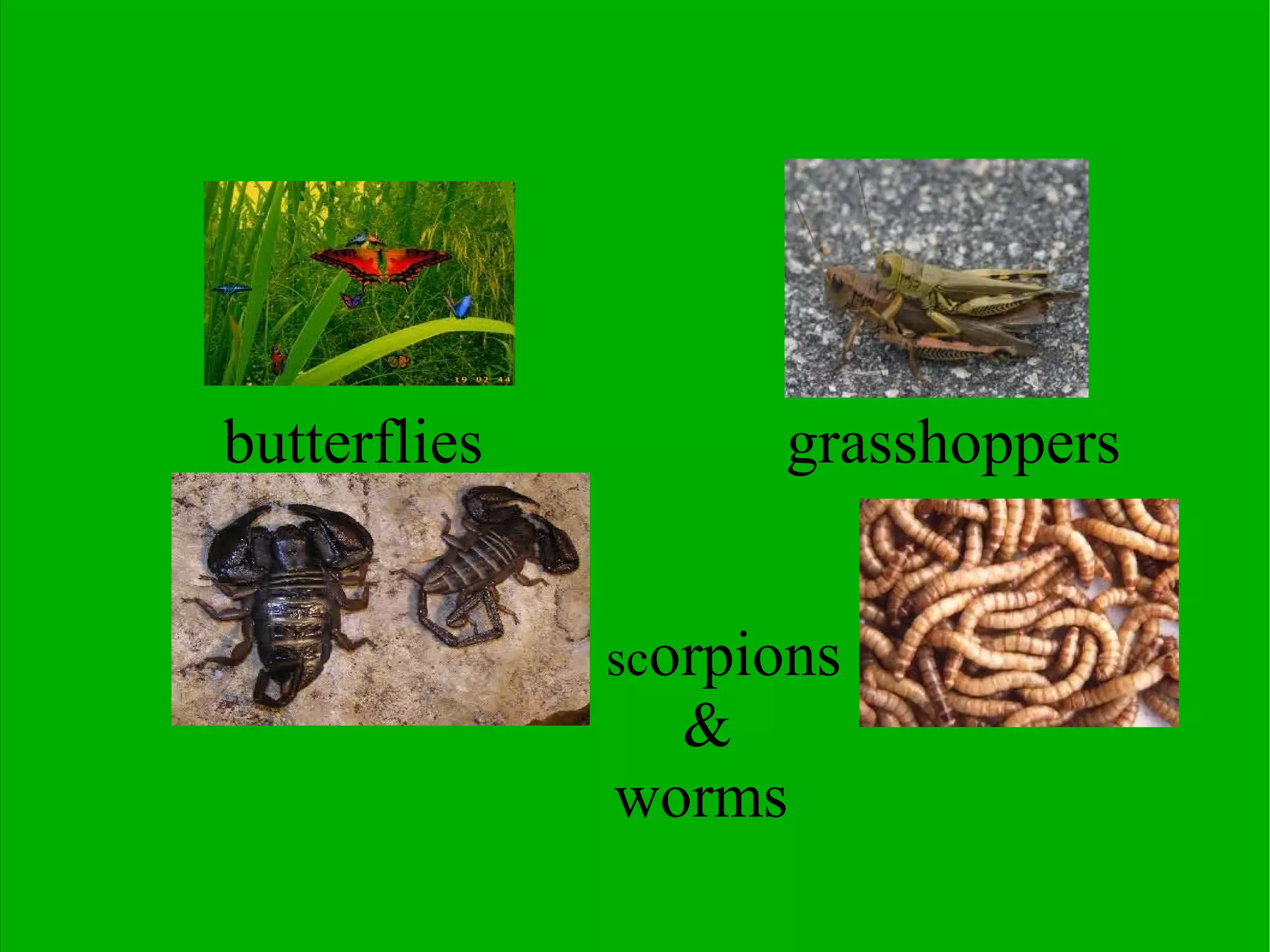 Insects & bugs | ODP