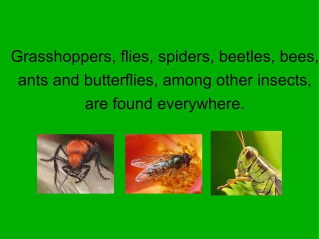 Insects & bugs | PPT