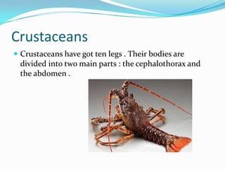 Invertebrates juanje | PPTX