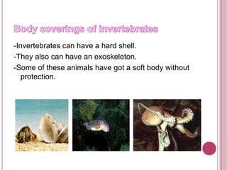 Invertebrates lucia | PPTX | Fish and Aquariums | Pets