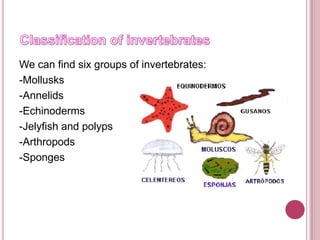 Invertebrates lucia | PPTX | Fish and Aquariums | Pets