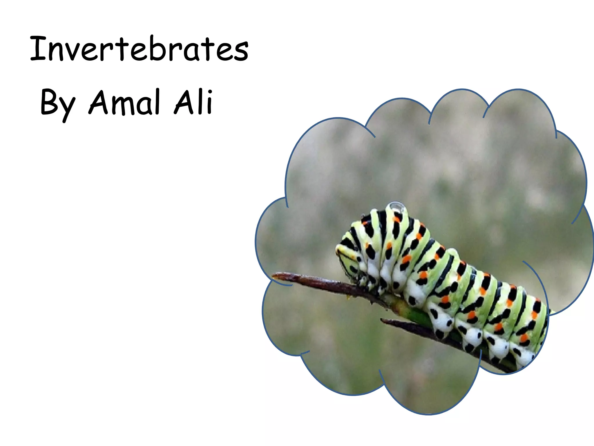 Invertebrates Presentation Amal | PPT