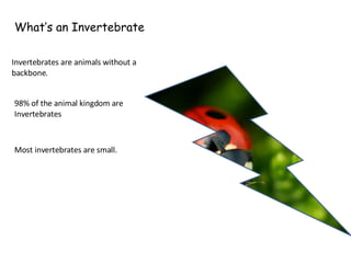 Invertebrates Presentation Amal | PPT
