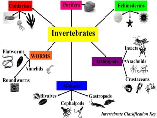 Invertebrates Classification For Kids
