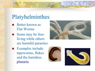 Invertebrates2006 | PPT