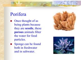 Invertebrates2006 | PPT