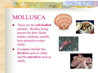 Invertebrates2006 | PPT