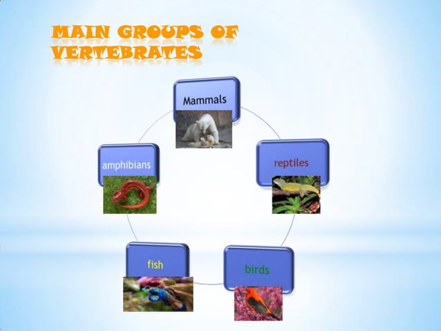 Invertebrates and vertebrates | PPTX | Dogs | Pets