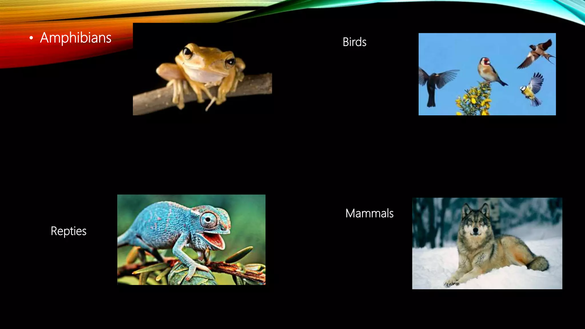 Invertebrates and vertebrates animals | PPTX