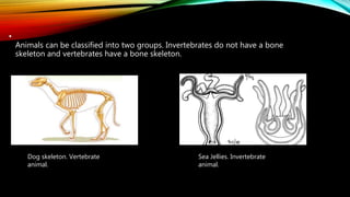 Invertebrates and vertebrates animals | PPTX