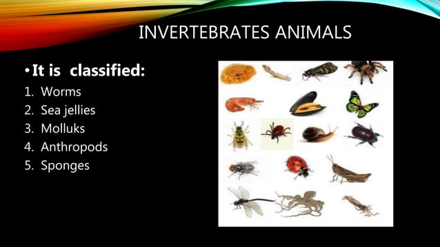 Invertebrates and vertebrates animals | PPT