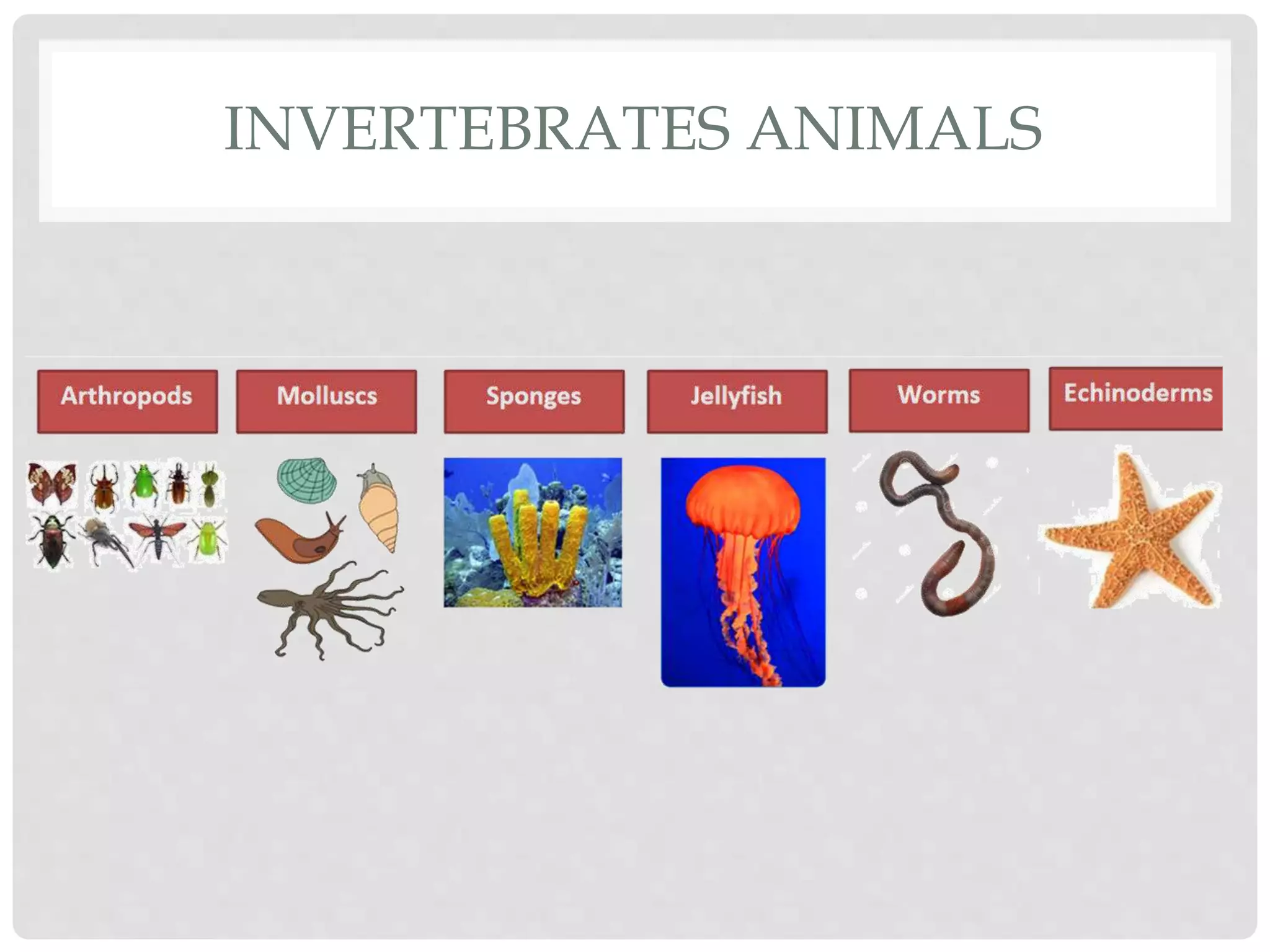 Invertebrates animals | PPTX | Reptiles | Pets