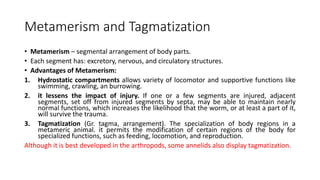 INVERTEBRATES Annelida.pdf