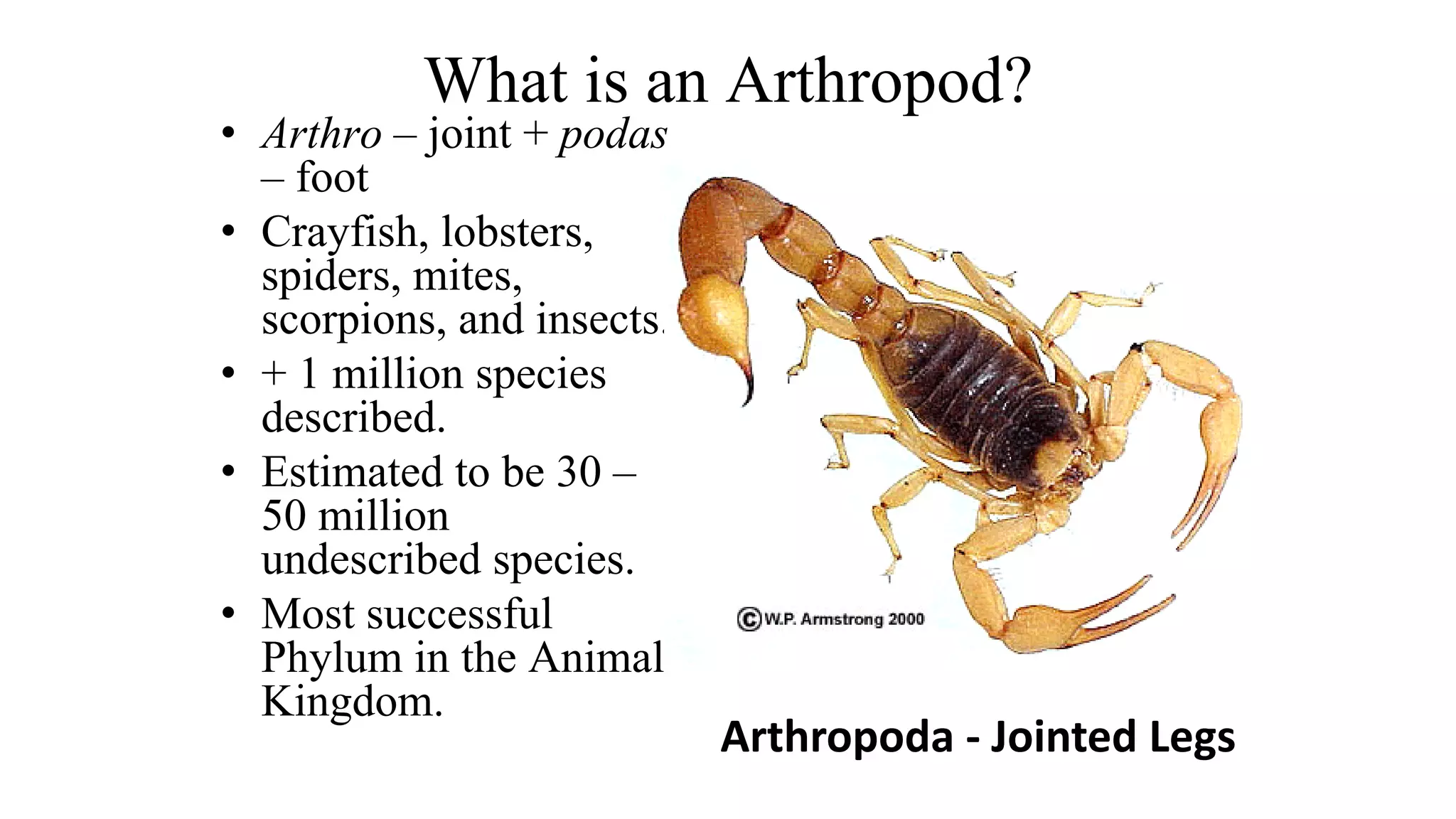 INVERTEBRATES Arthropod.pdf