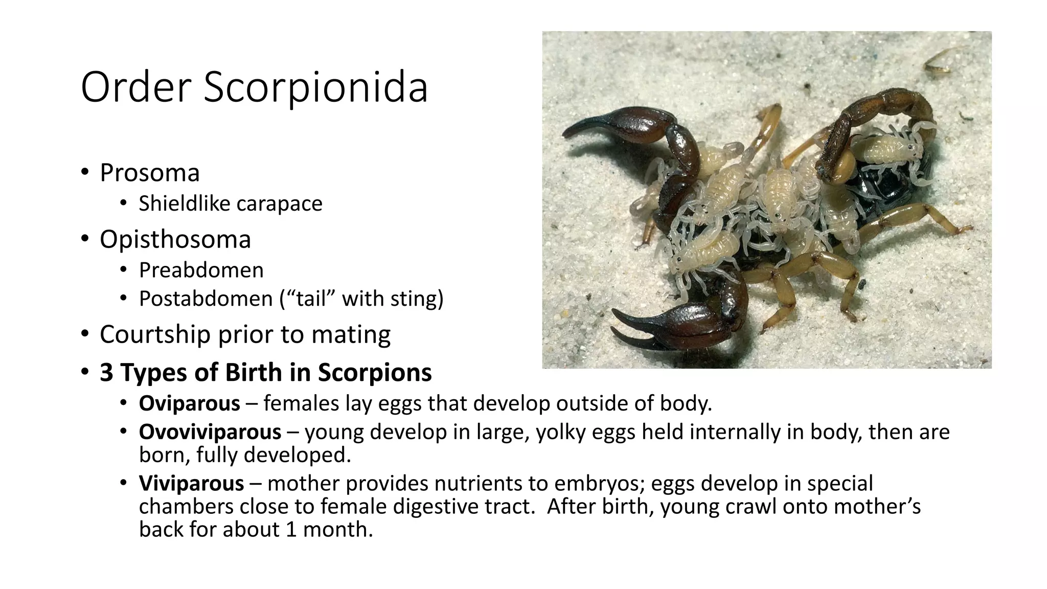 INVERTEBRATES Arthropod.pdf