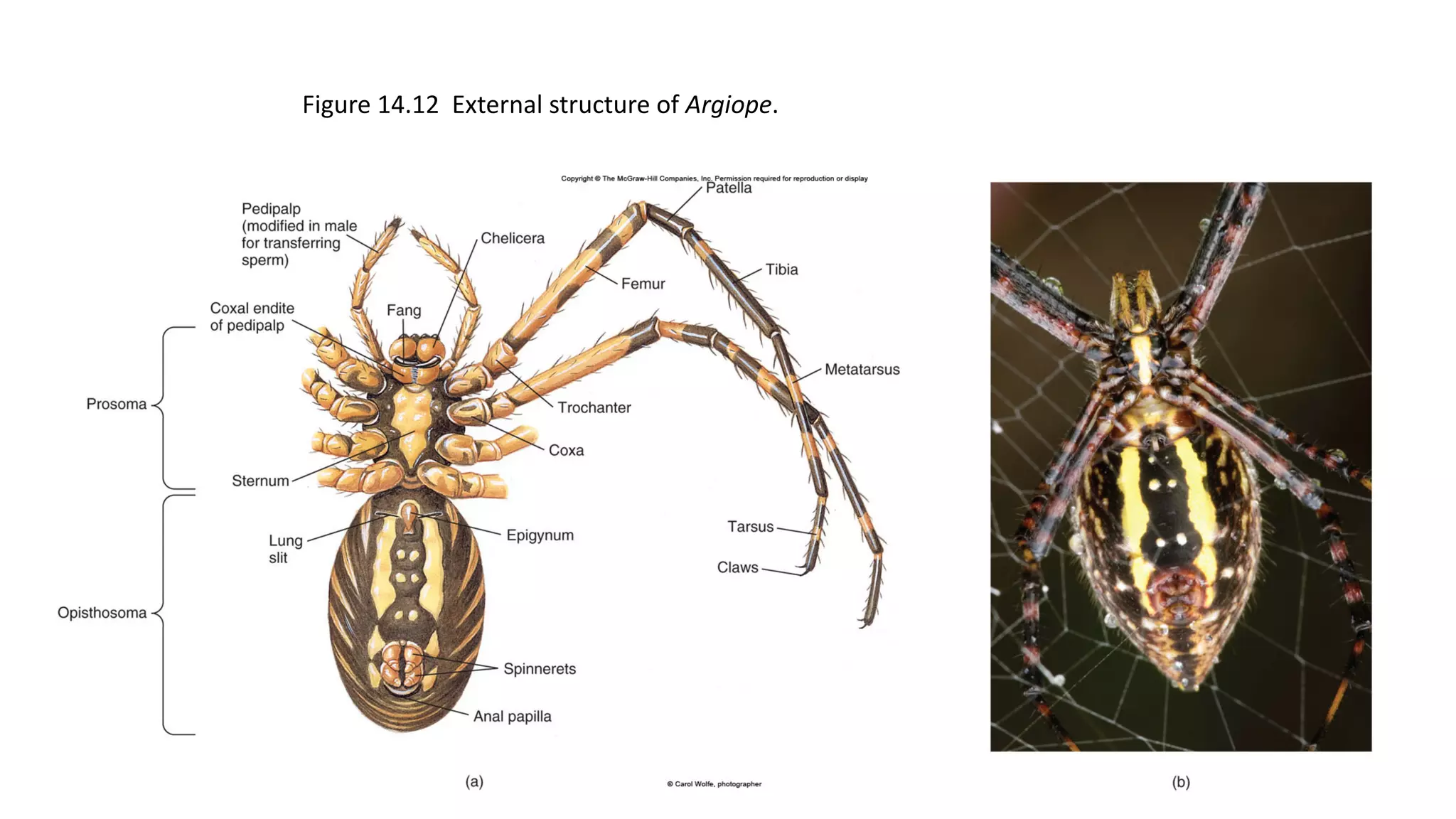 INVERTEBRATES Arthropod.pdf