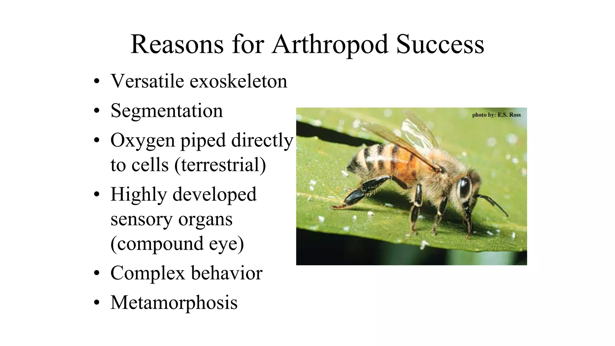 INVERTEBRATES Arthropod.pdf