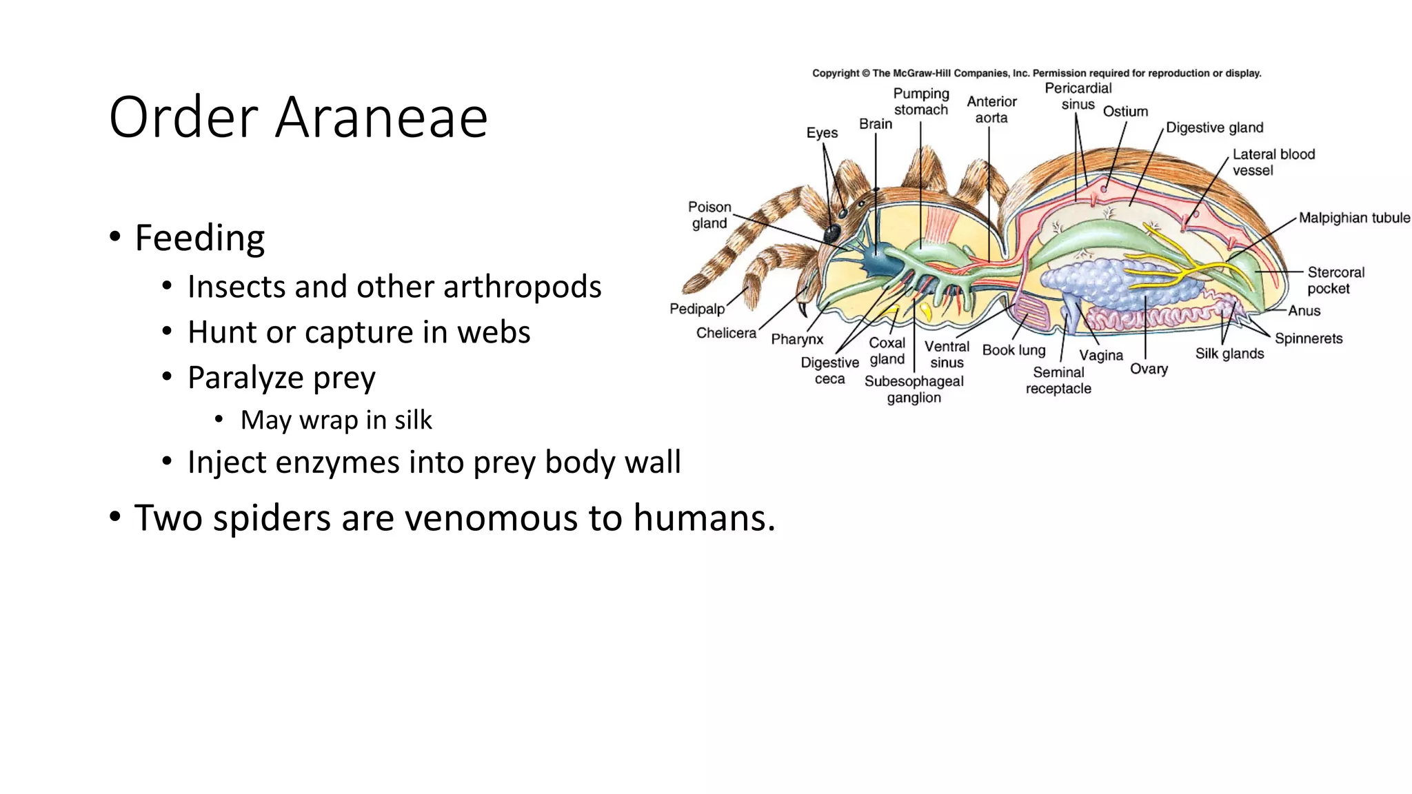 INVERTEBRATES Arthropod.pdf