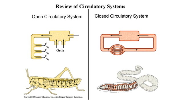 INVERTEBRATES Arthropod.pdf