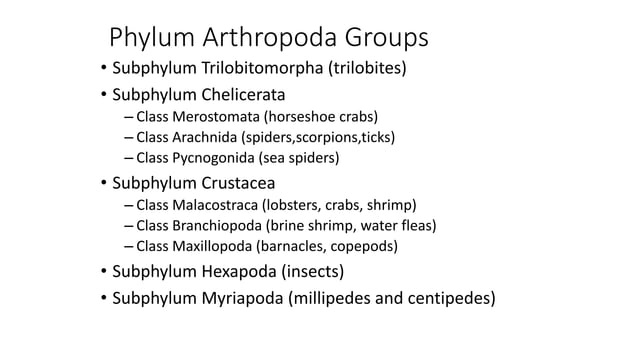 INVERTEBRATES Arthropod.pdf
