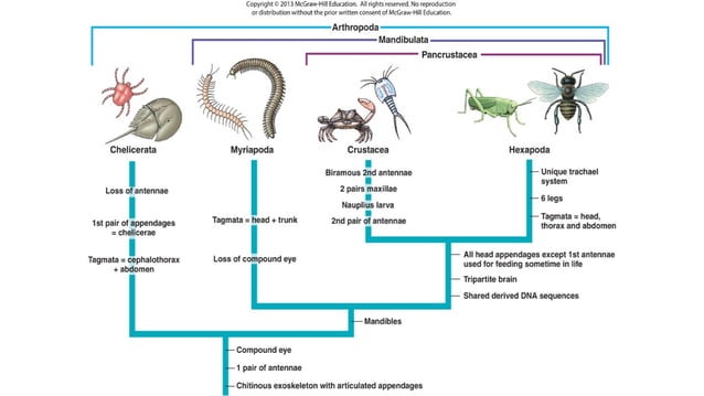 INVERTEBRATES Arthropod.pdf