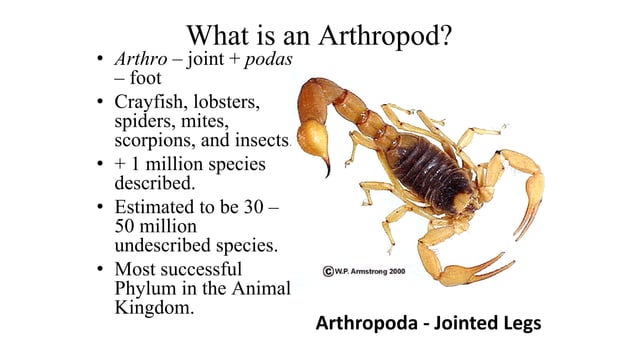 INVERTEBRATES Arthropod.pdf