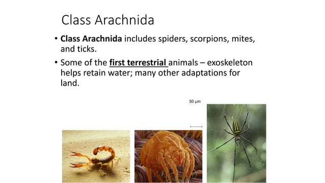 INVERTEBRATES Arthropod.pdf
