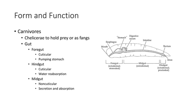 INVERTEBRATES Arthropod.pdf