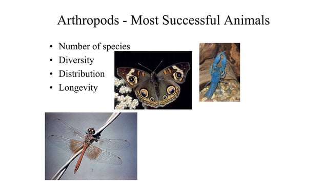INVERTEBRATES Arthropod.pdf