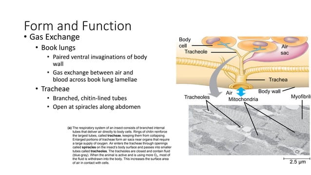 INVERTEBRATES Arthropod.pdf