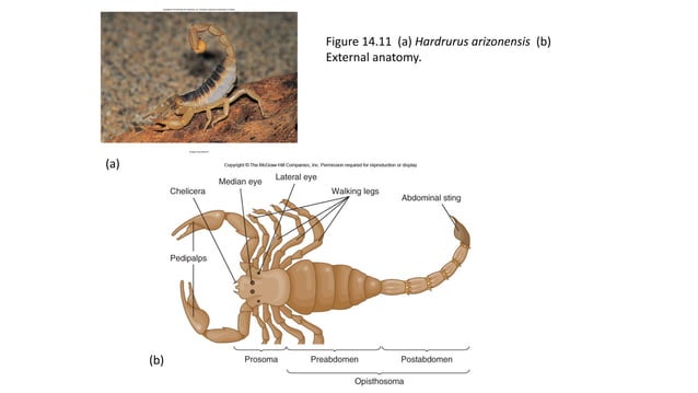 INVERTEBRATES Arthropod.pdf