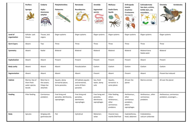 Invertebrates chart | PDF | Zoos & Aquariums | Attractions