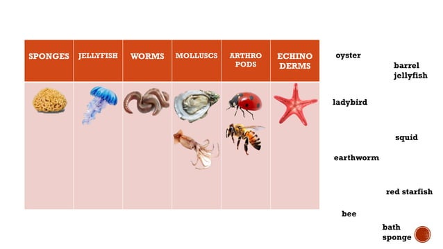 Science Invertebrate classification.pptx