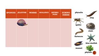 Science Invertebrate classification.pptx