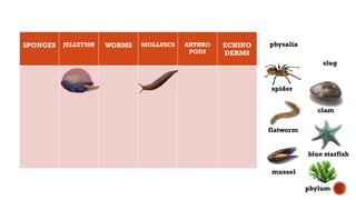 Science Invertebrate classification.pptx