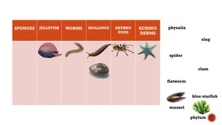 Science Invertebrate classification.pptx