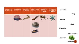 Science Invertebrate classification.pptx