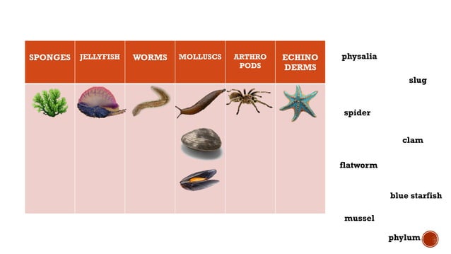 Science Invertebrate classification.pptx