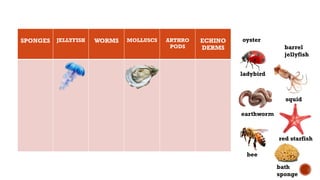 Science Invertebrate classification.pptx